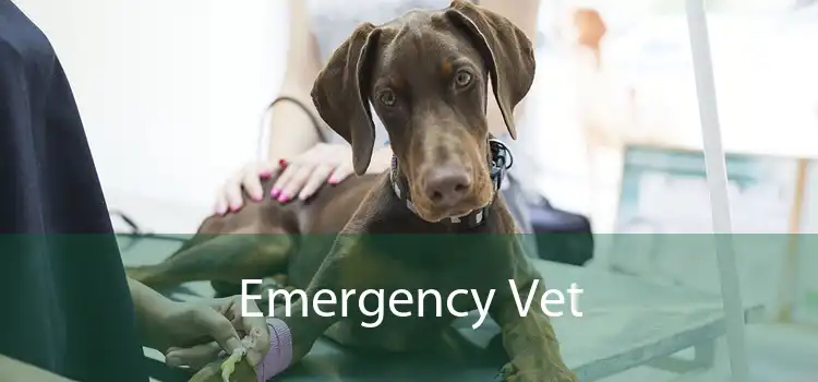 Emergency Vet - 24 Hour Emergency Vet Near Me